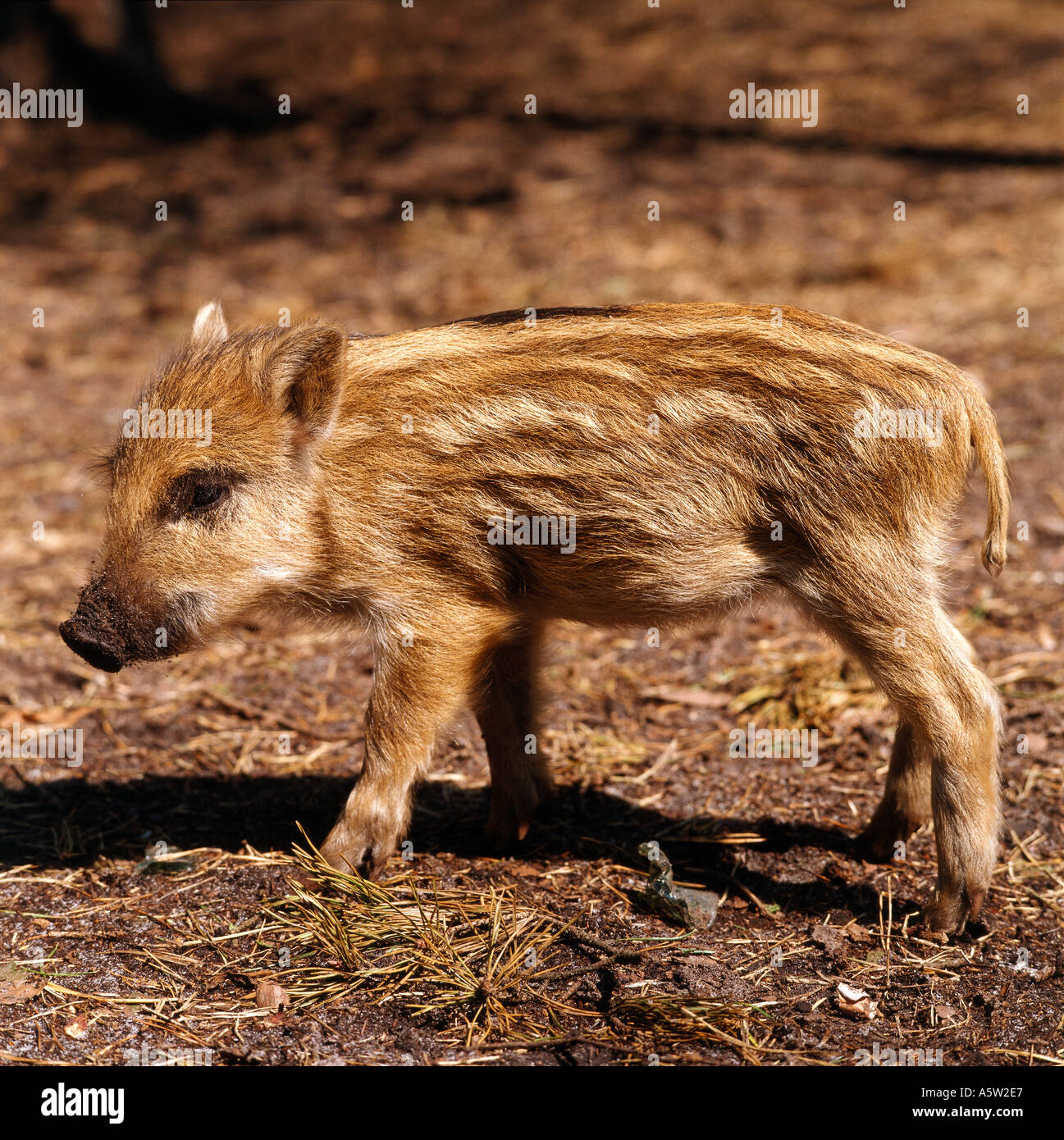wild boar - shoat - standing Stock Photo - Alamy