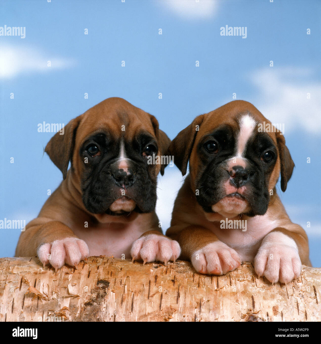 boxer - two puppies Stock Photo - Alamy