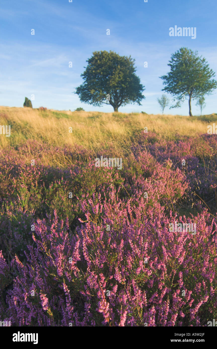 Heather covered moor with trees Stock Photo - Alamy