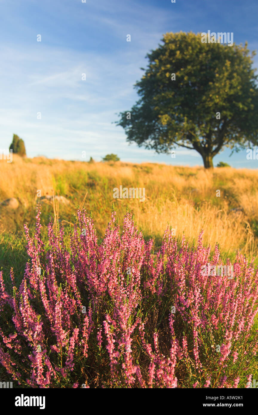 Heather covered moor with tree Stock Photo - Alamy
