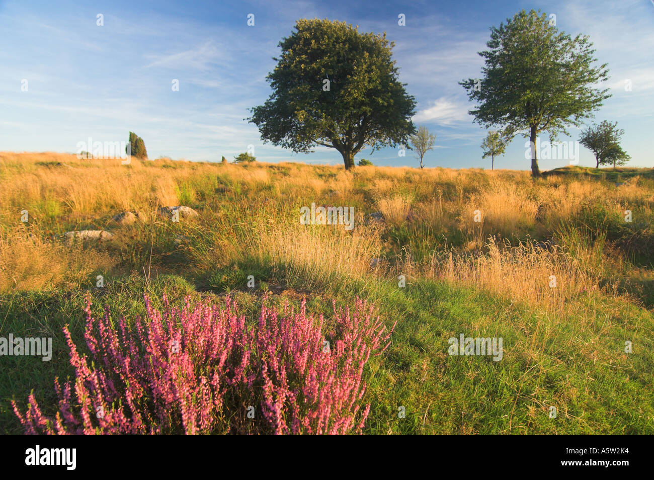 Heather covered moor with trees Stock Photo - Alamy