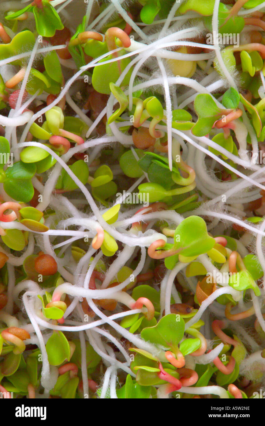 Watercress sprouts hi-res stock photography and images - Alamy