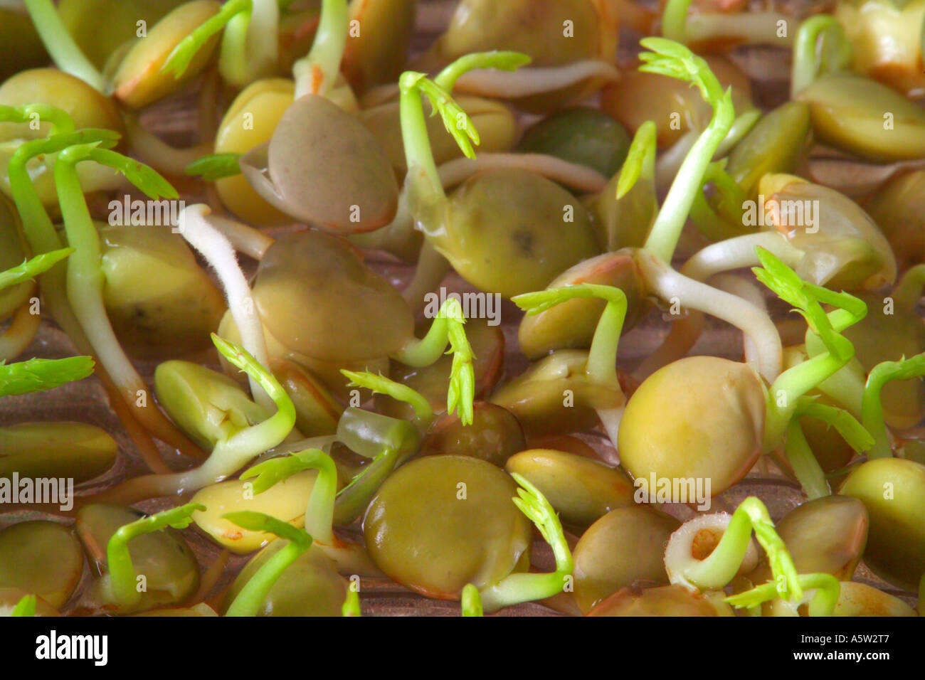 Germs lentil hi-res stock photography and images - Alamy
