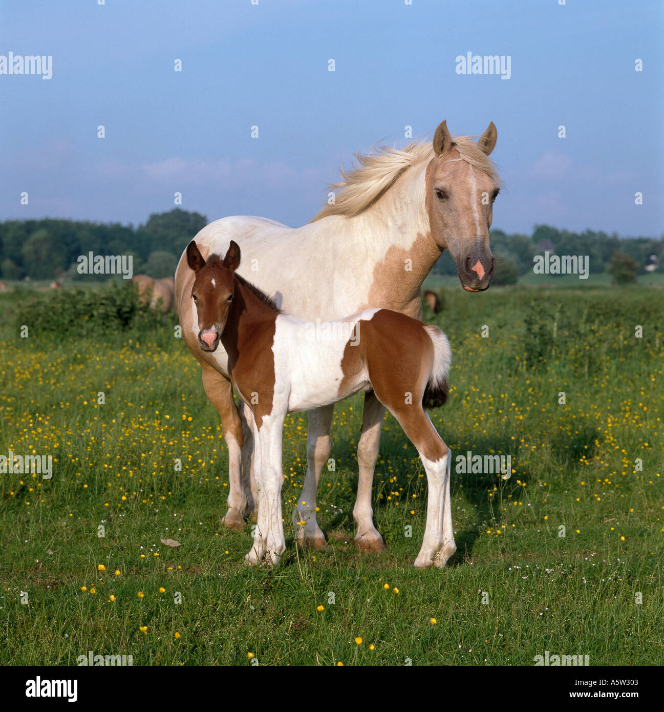 Welsh mountain pony mares hi-res stock photography and images - Alamy