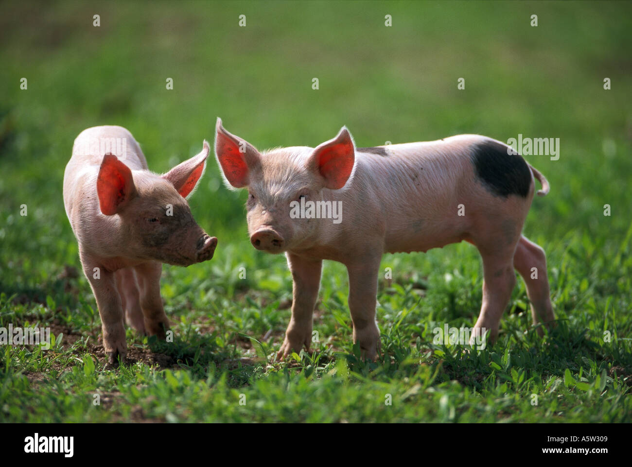 two piglets - standing on meadow Stock Photo - Alamy