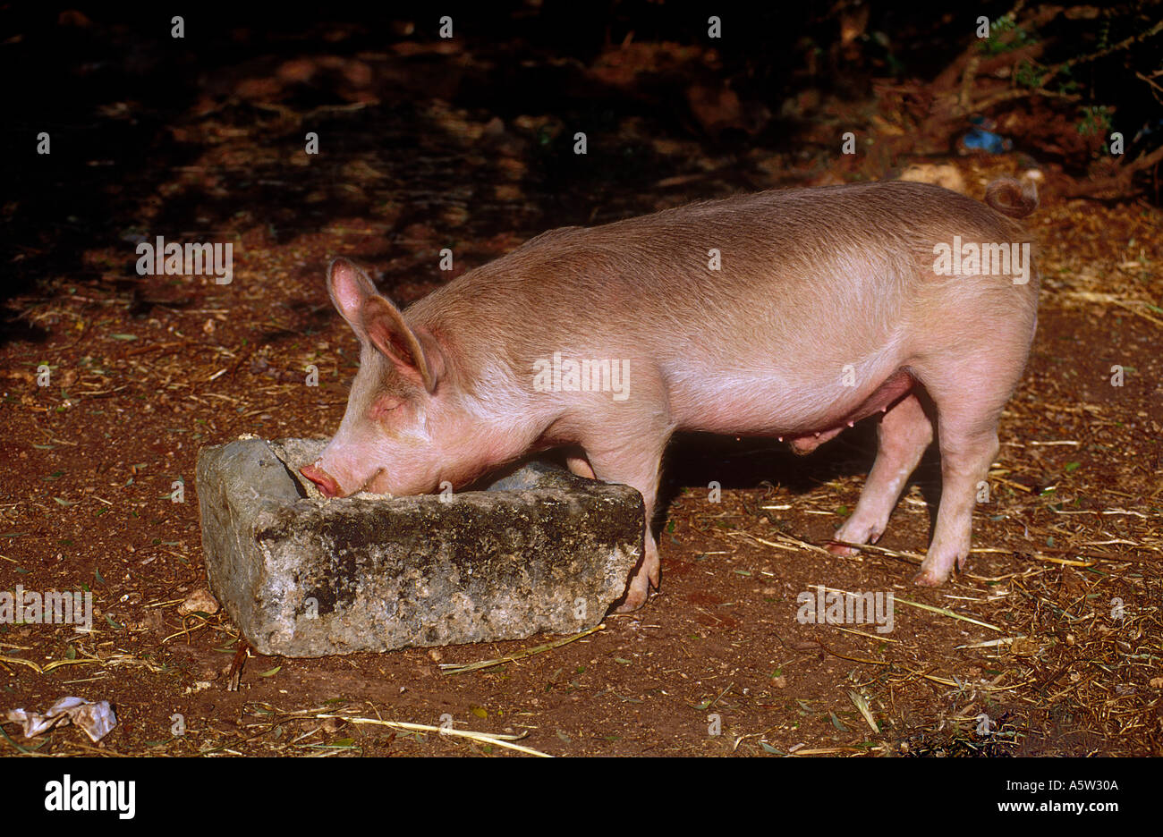 Pig feeder hi-res stock photography and images - Alamy