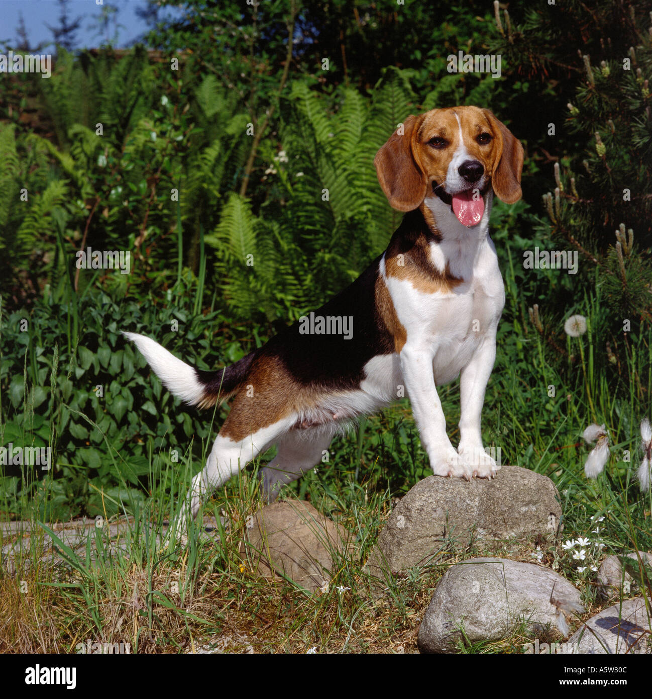 Beagle adult hi-res stock photography and images - Alamy