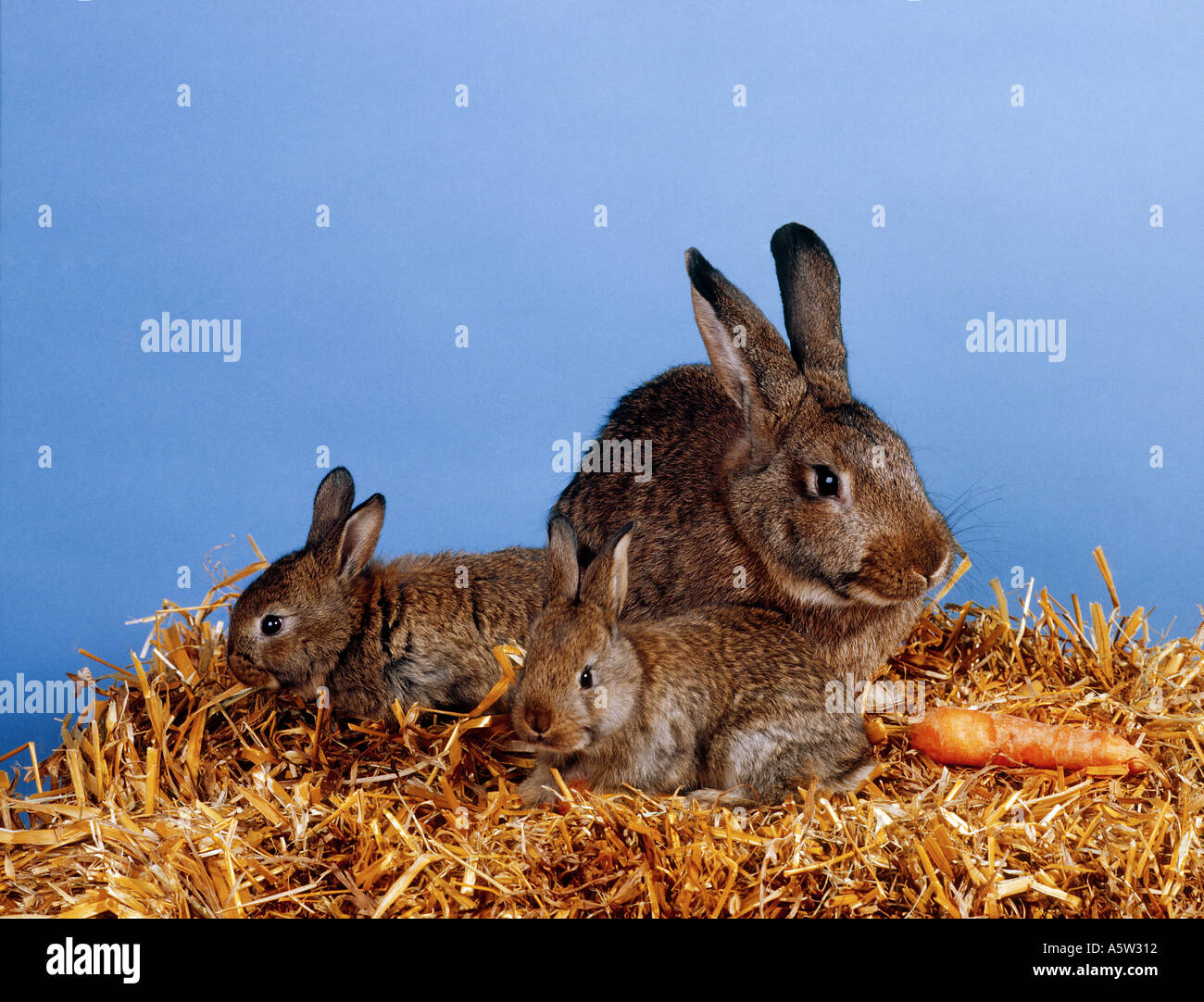rabbit with two cubs in straw Stock Photo - Alamy