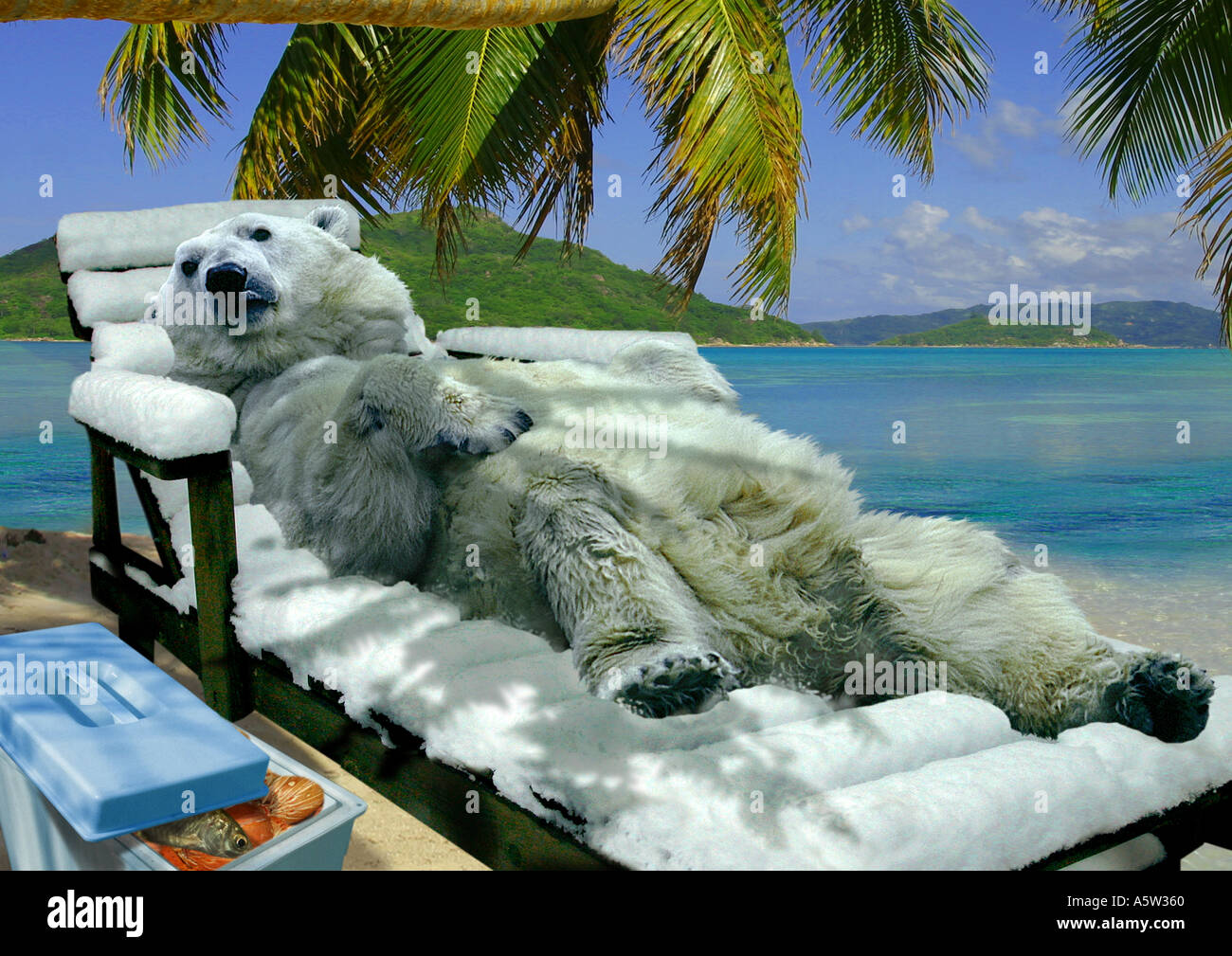 polar bear on deck chair on the beach / Ursus maritimus Stock Photo - Alamy