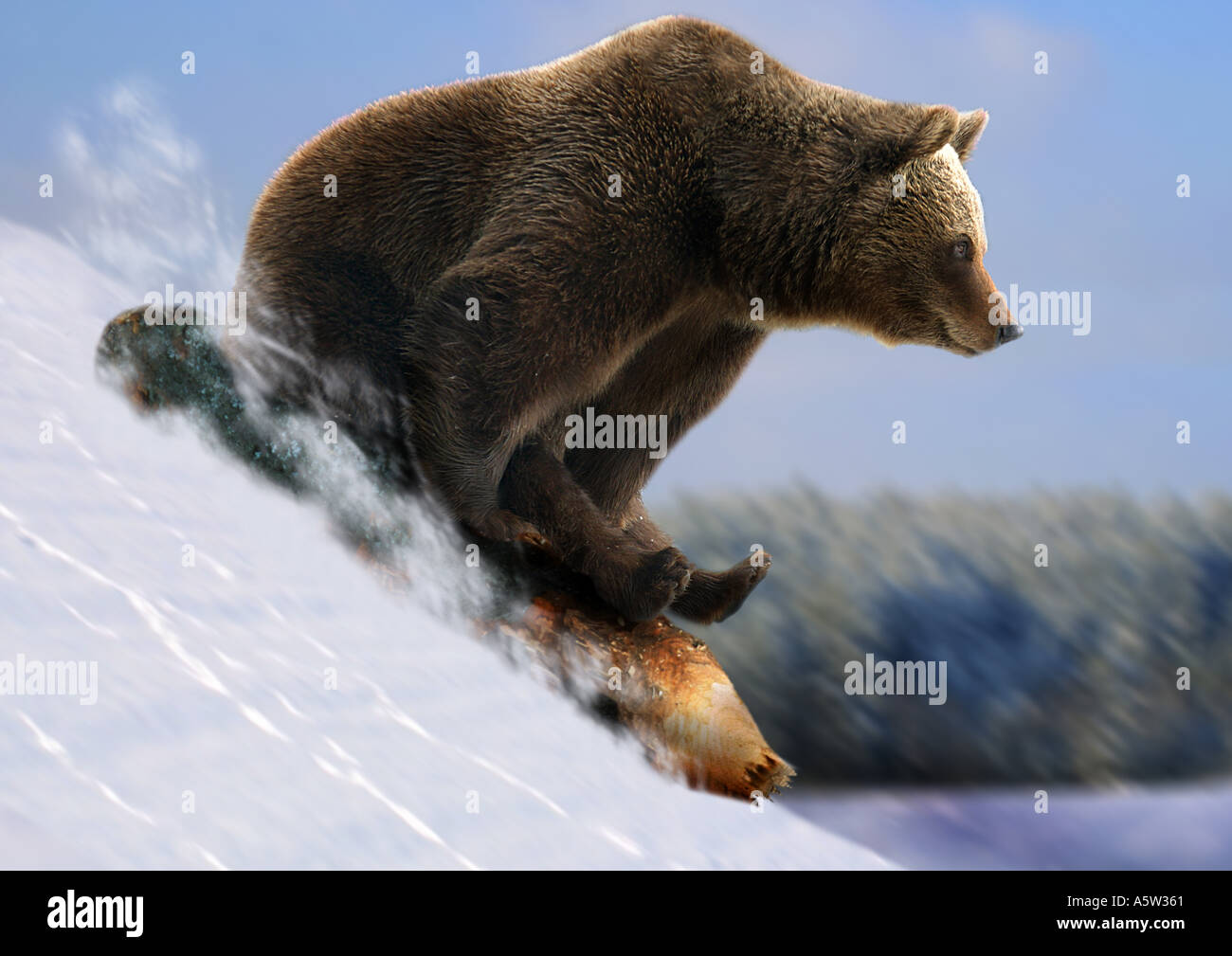 Grizzly bear sledding down a hill. Digital Composing Stock Photo - Alamy