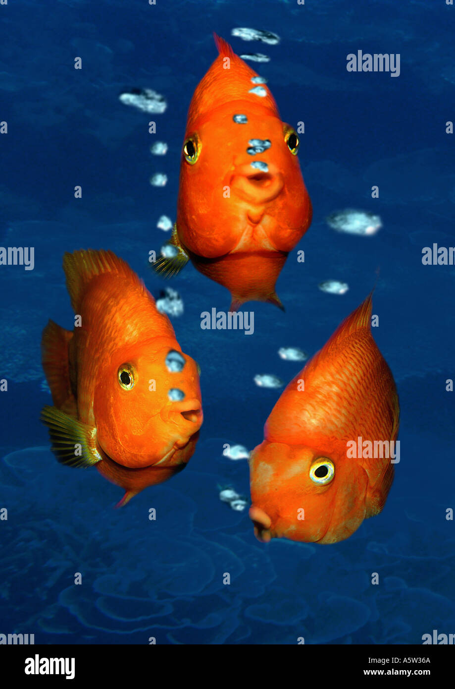 Three fishes hi-res stock photography and images - Alamy