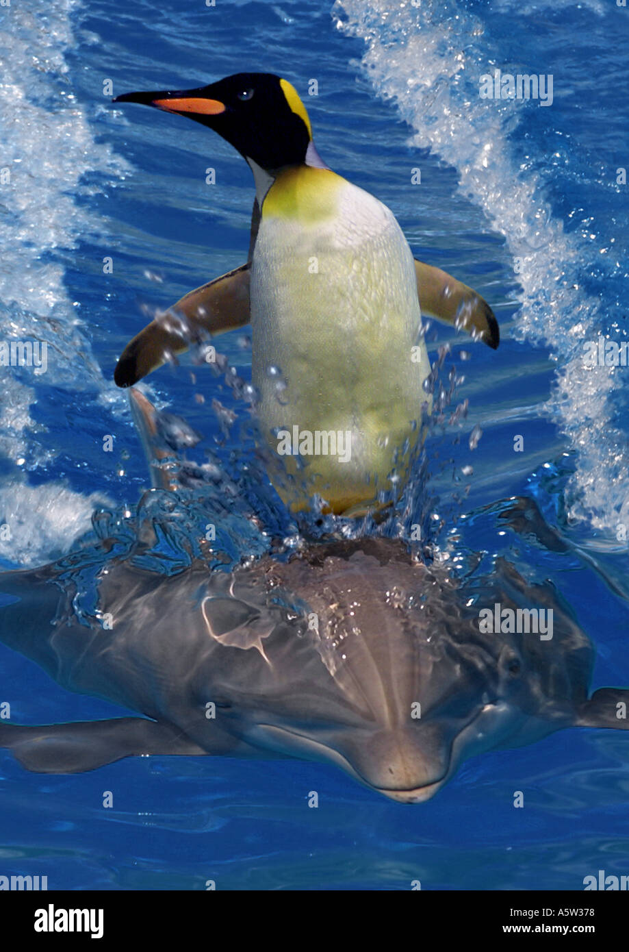 penguin on dolphin Stock Photo - Alamy