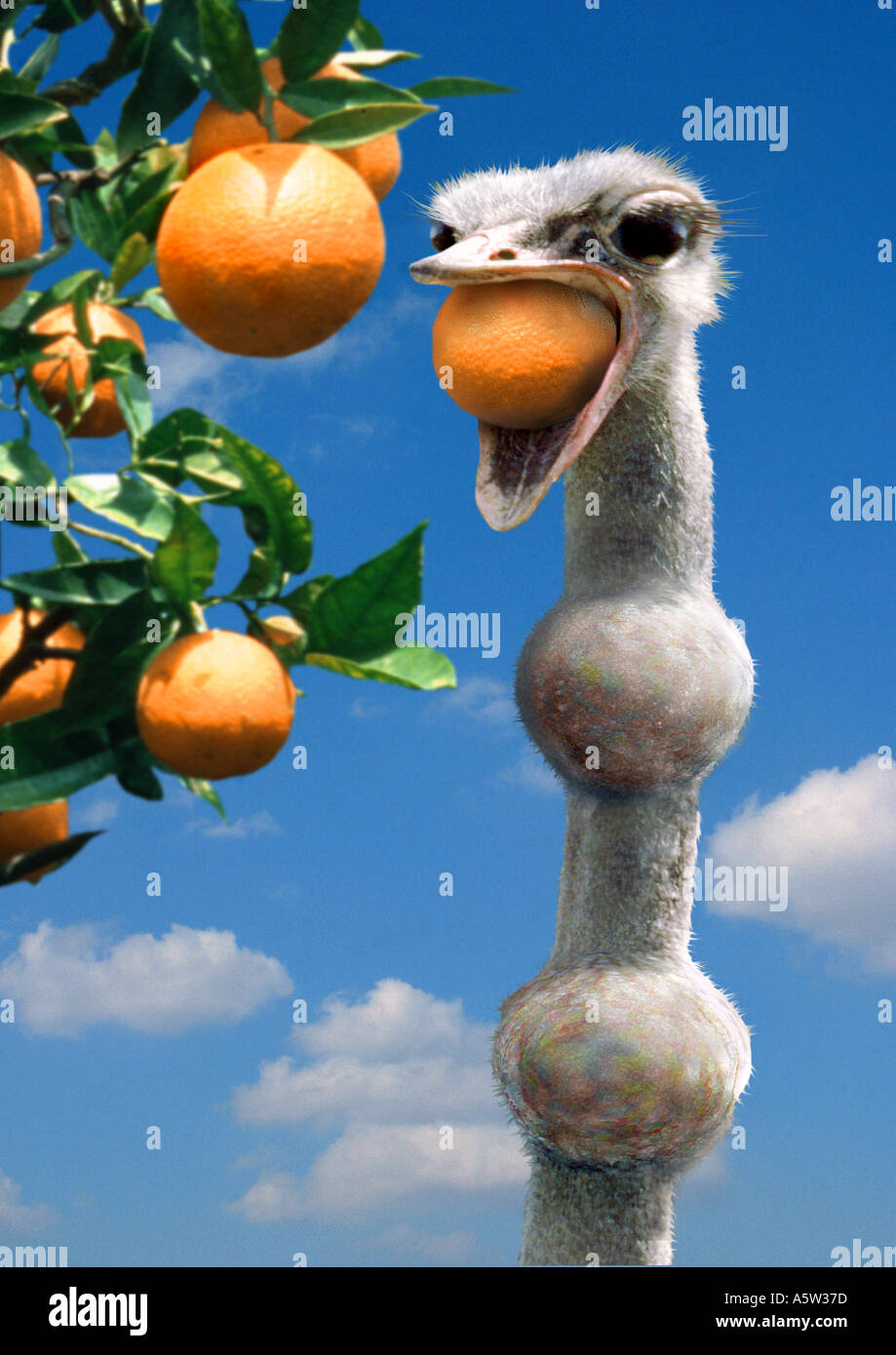 Ostrich feeding fruit hi-res stock photography and images - Alamy