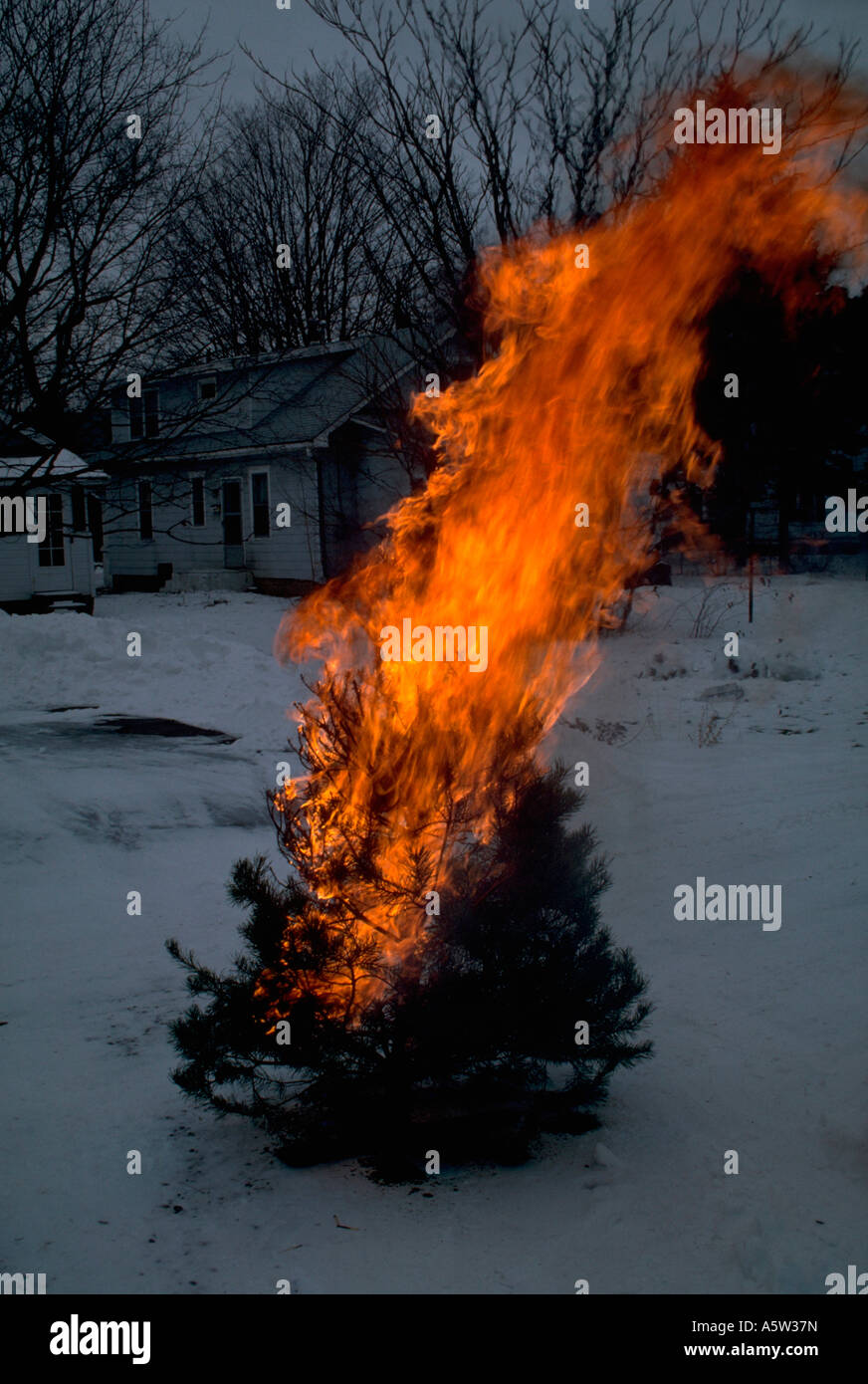 Tree burning hi-res stock photography and images - Alamy