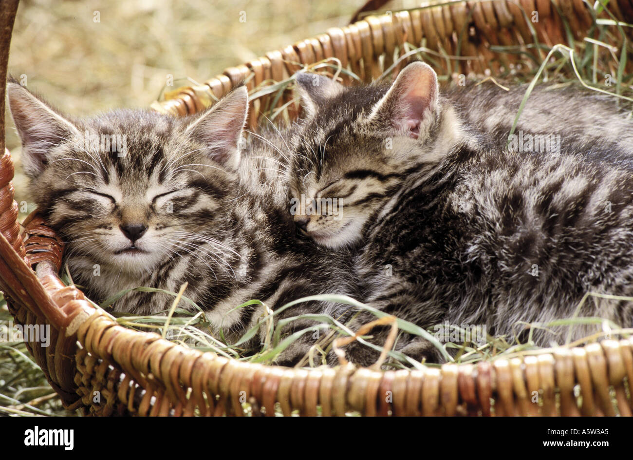 Domestic cat. Two tabby kittens sleeping in a basket filled with hay ...