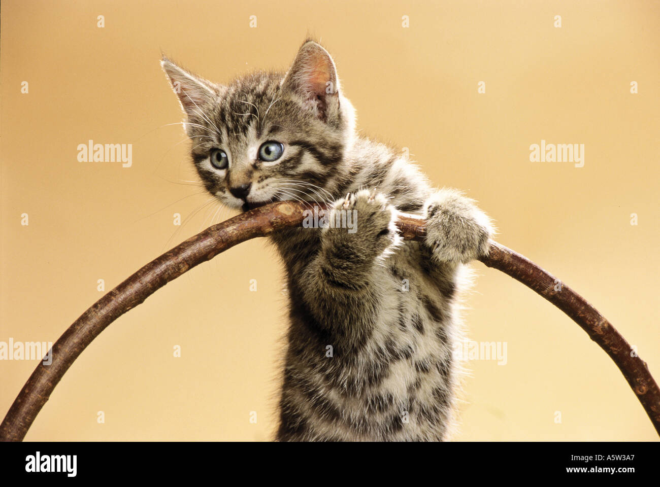 To handle the animal hi-res stock photography and images - Alamy