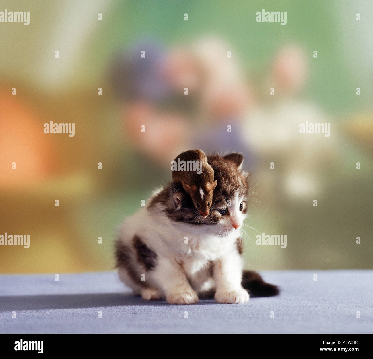 Cat and mouse friends High Resolution Stock Photography and Images - Alamy