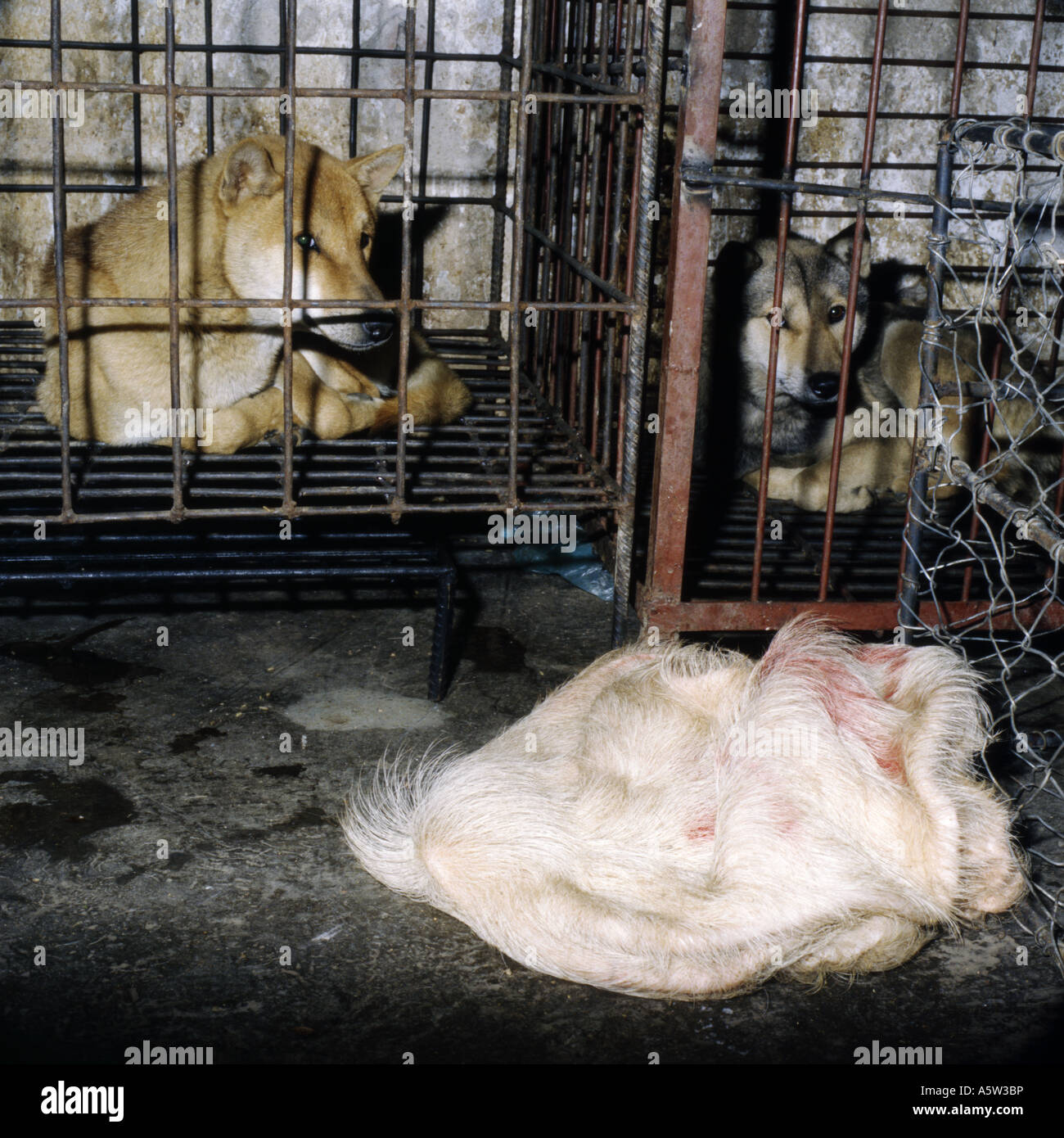 Slaughtered dog hi-res stock photography and images - Alamy