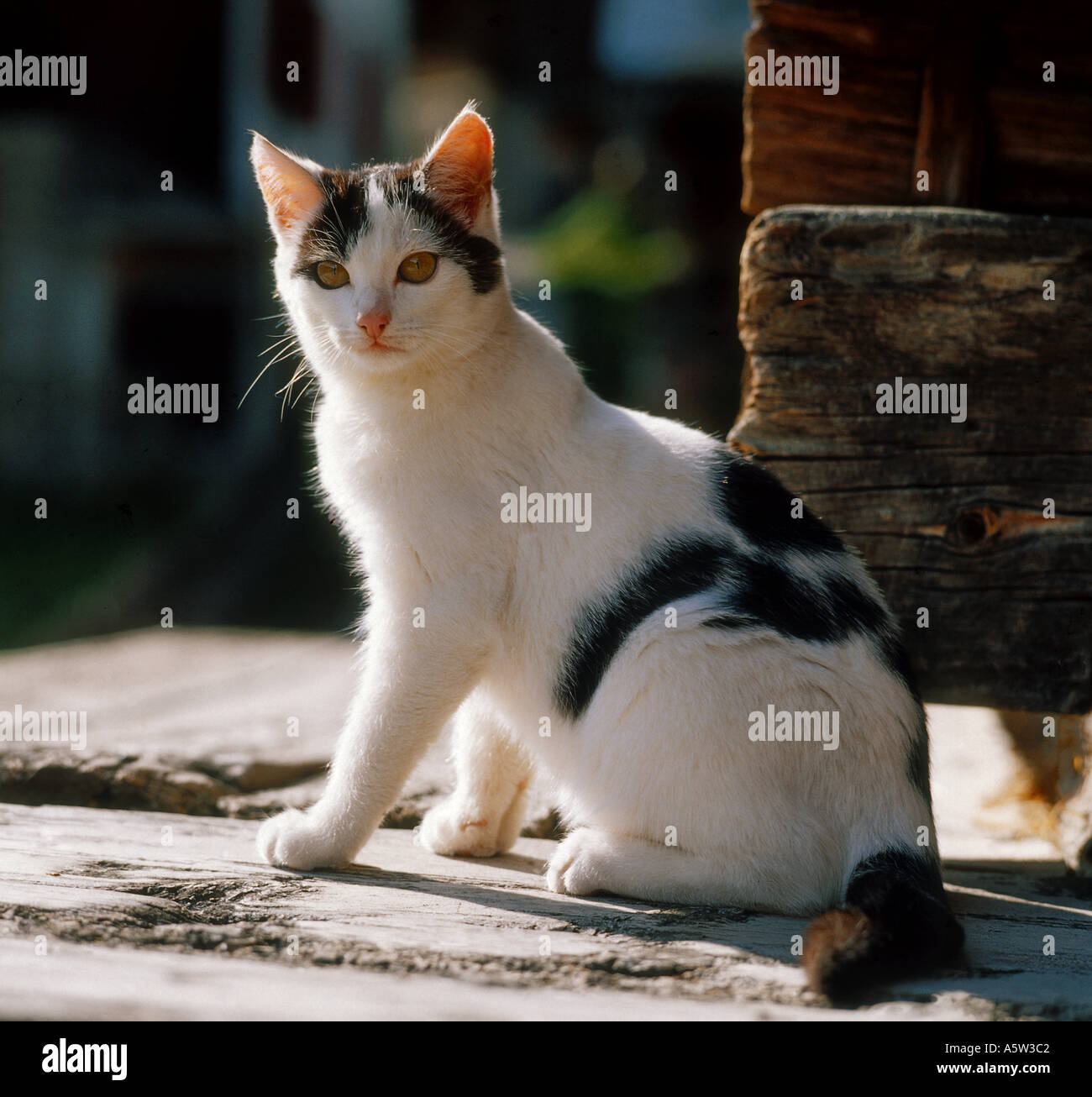 domestic cat - sitting Stock Photo - Alamy
