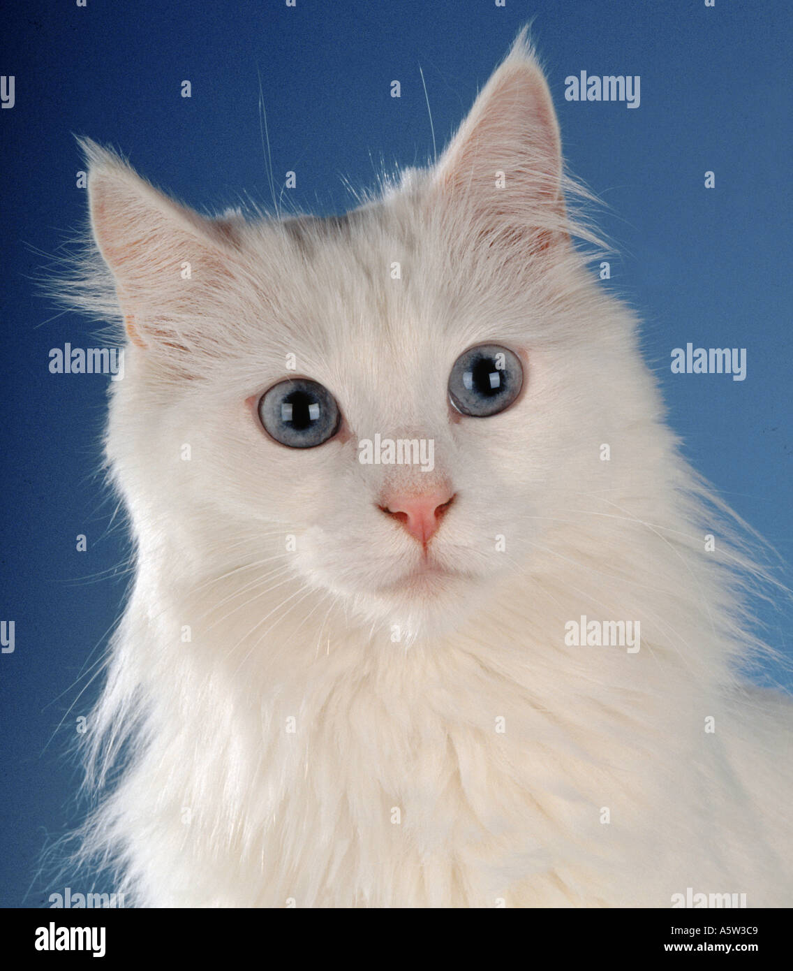 Turkish Angora cat - portrait Stock Photo - Alamy