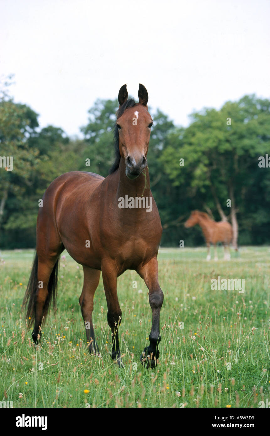 Morgan horse standing hi-res stock photography and images - Alamy