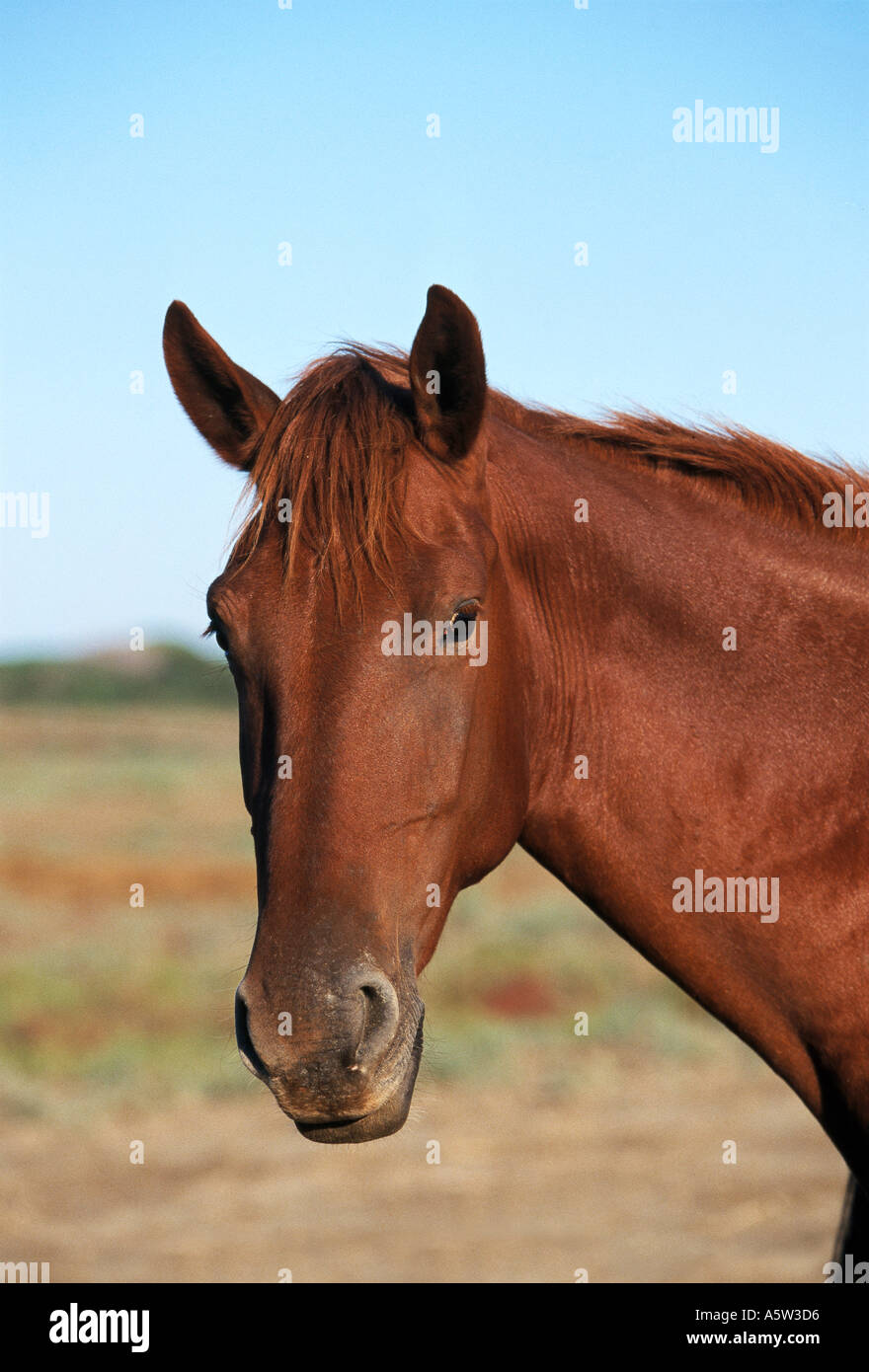 Maremmano horse hi-res stock photography and images - Alamy