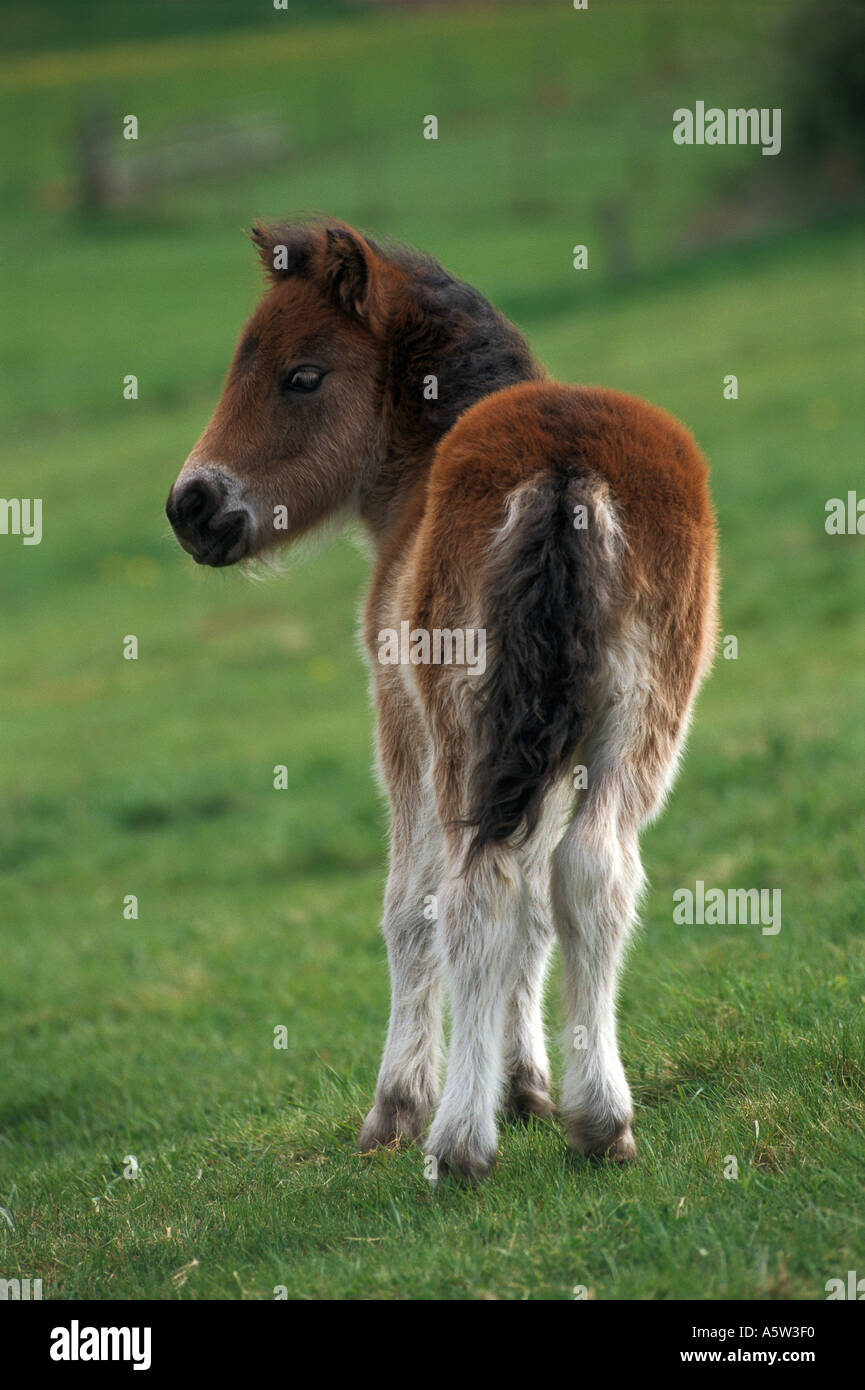 Back shetland pony hi-res stock photography and images - Alamy