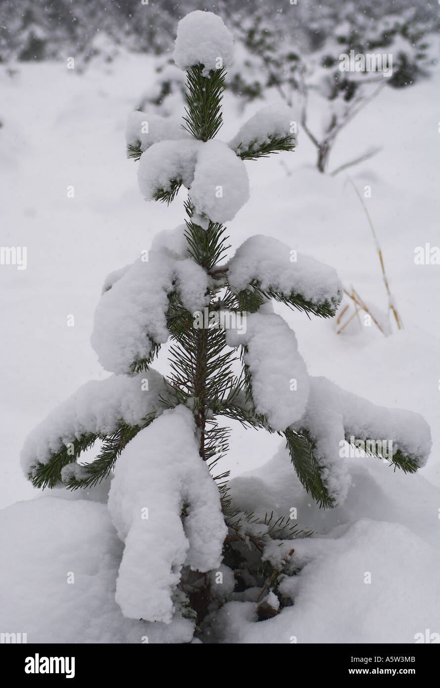 Snowy covered Sitka Spruce Stock Photo - Alamy