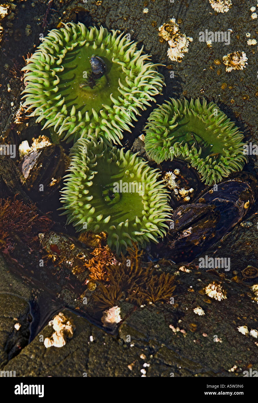 Pacific tidal pool Stock Photo - Alamy