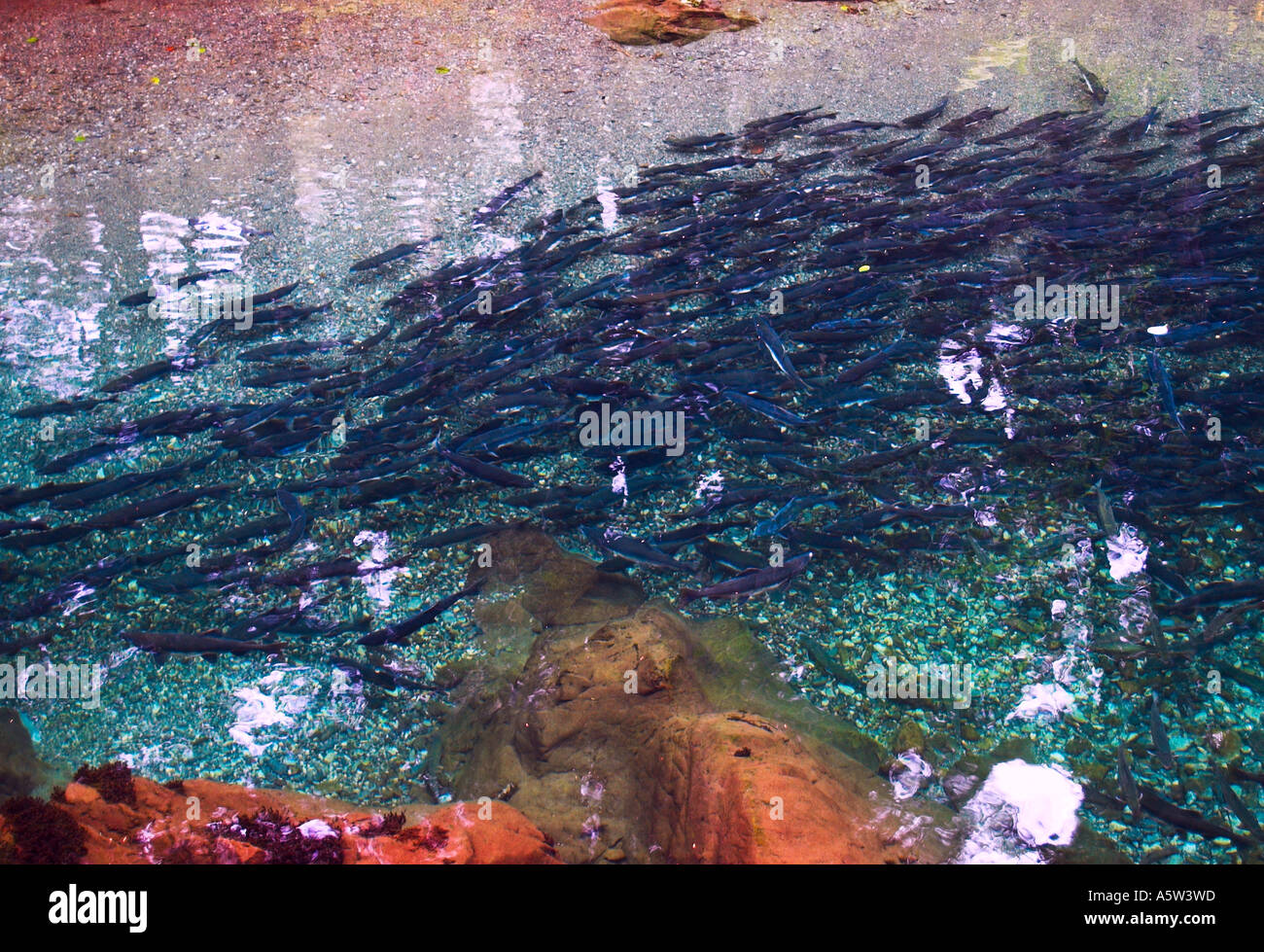 Lifecycle of salmon hi-res stock photography and images - Alamy