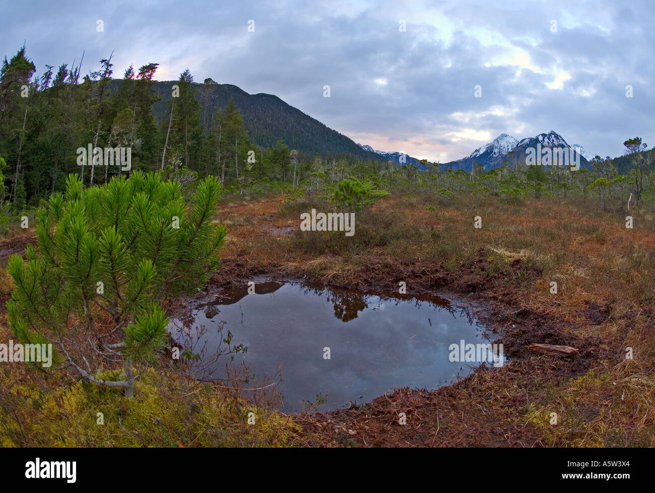 Winter muskeg with Three Sisters mountain in background Sitka Alaska ...