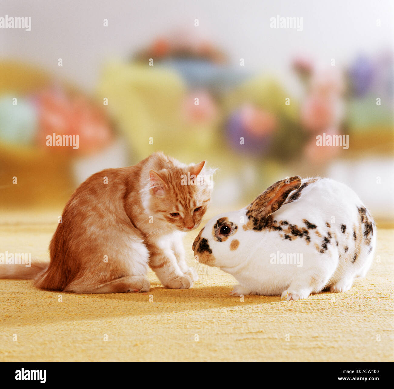 cat and rabbit Stock Photo - Alamy