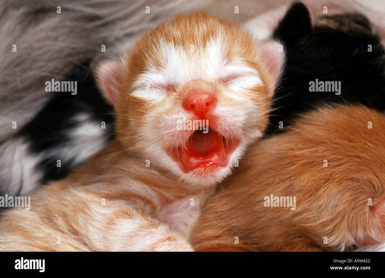 domestic cat - kitten (three days) - yawning Stock Photo - Alamy