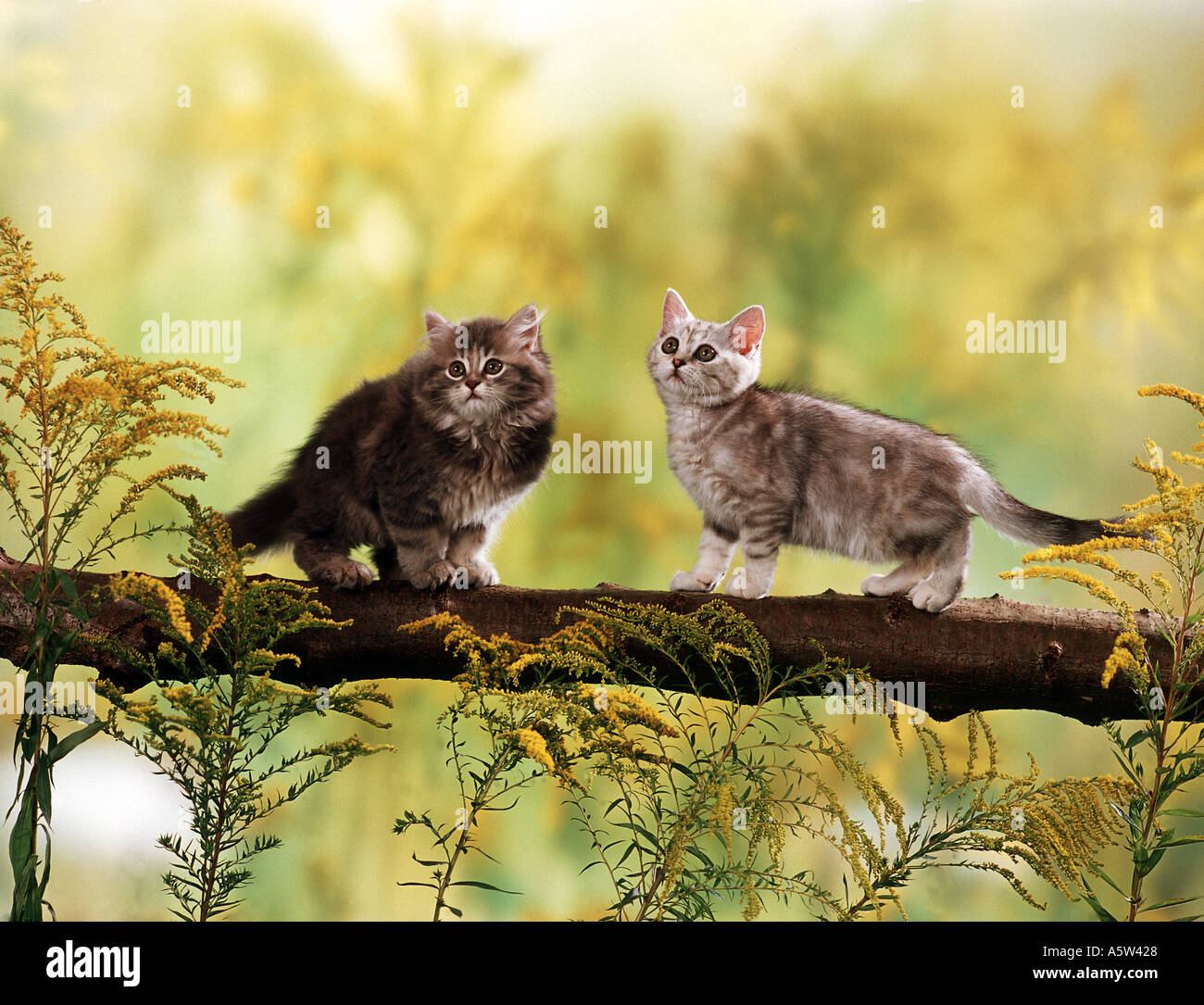 two domestic cat kittens on tree Stock Photo - Alamy