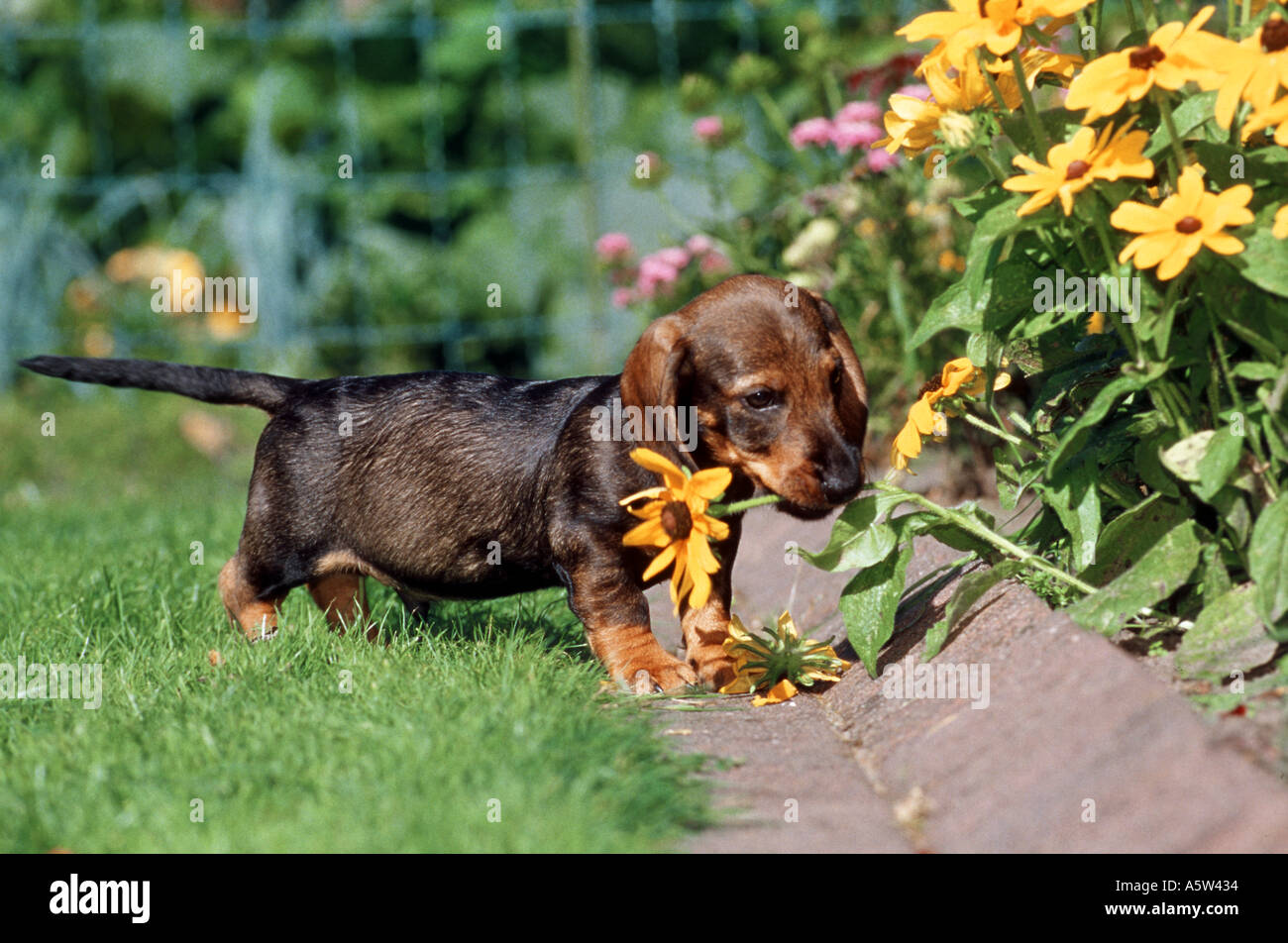 Biting flowers hi-res stock photography and images - Alamy