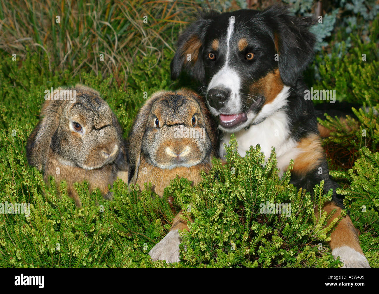 Three friends: Bernese Mountain dog with two lop-eared dwarf rabbits ...