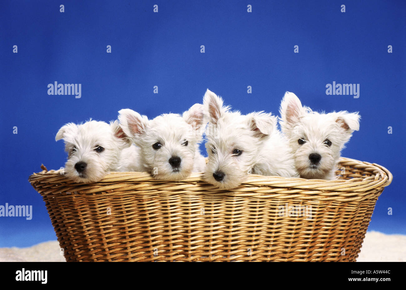 Four puppies basket hi-res stock photography and images - Alamy