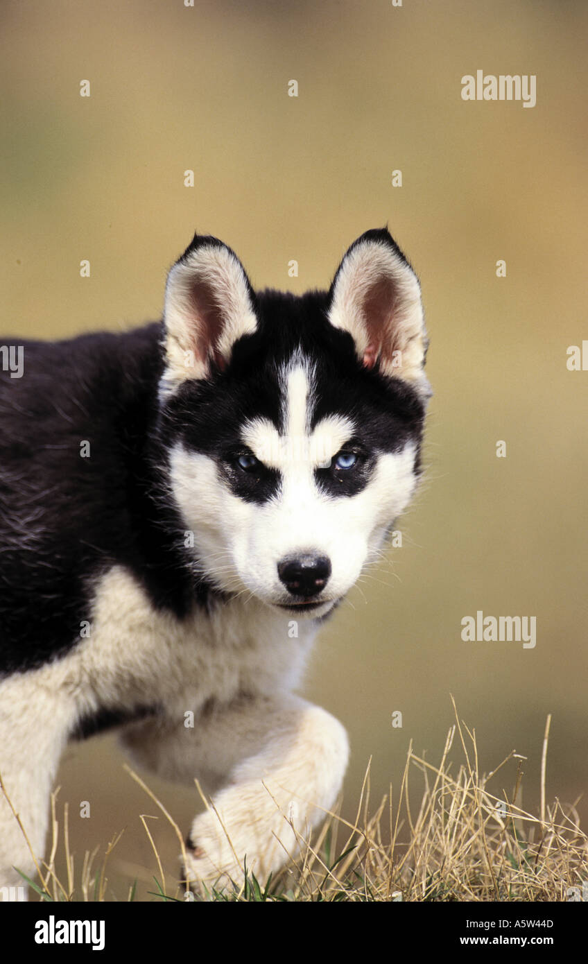 Siberian Husky - puppy walking Stock Photo - Alamy