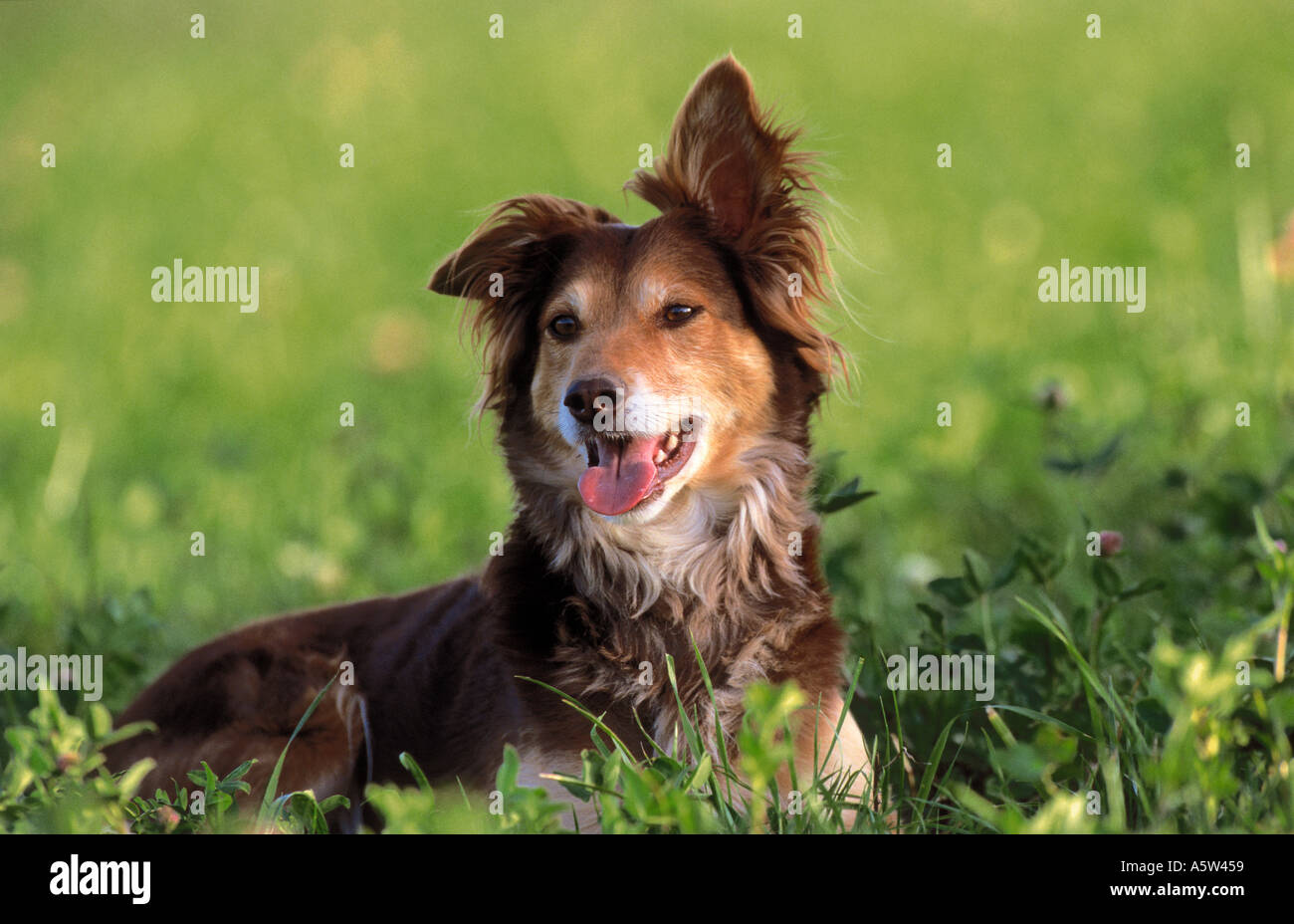 Half breeds hi-res stock photography and images - Alamy