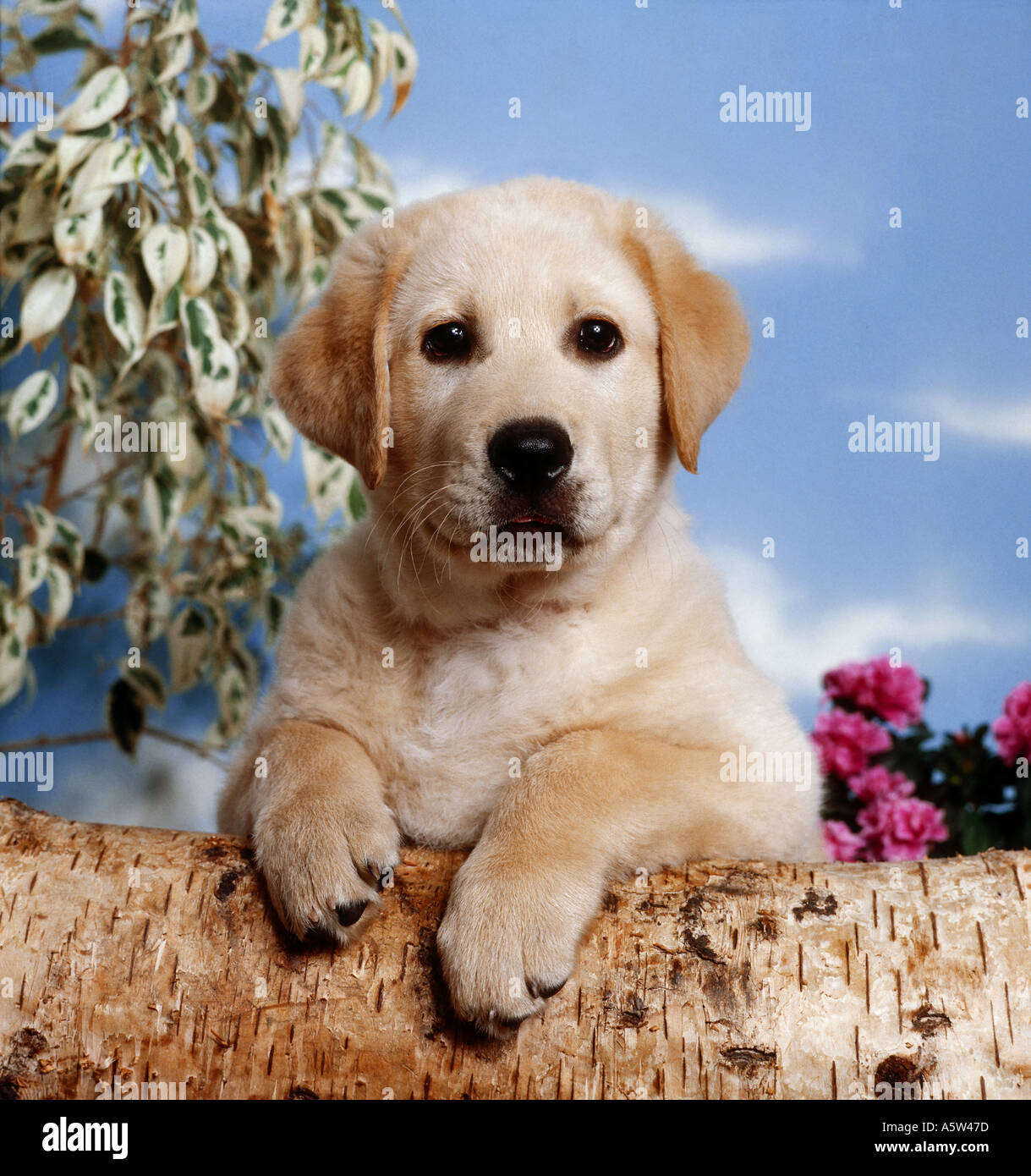 Labrador Retriever - puppy - paws on tree trunk Stock Photo - Alamy