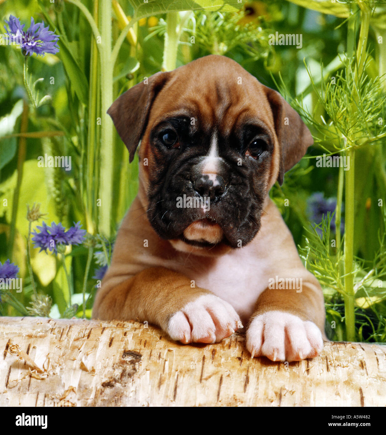 Boxer dog - puppy - portrait Stock Photo - Alamy