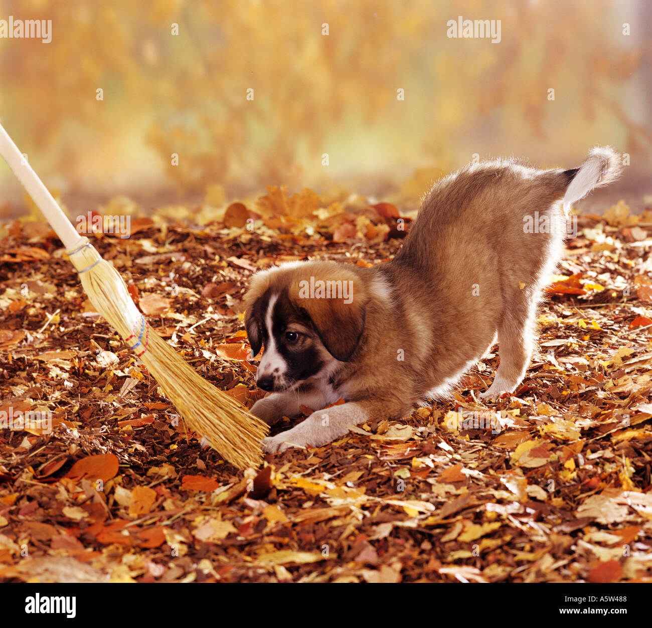 Dog broom hi-res stock photography and images - Alamy