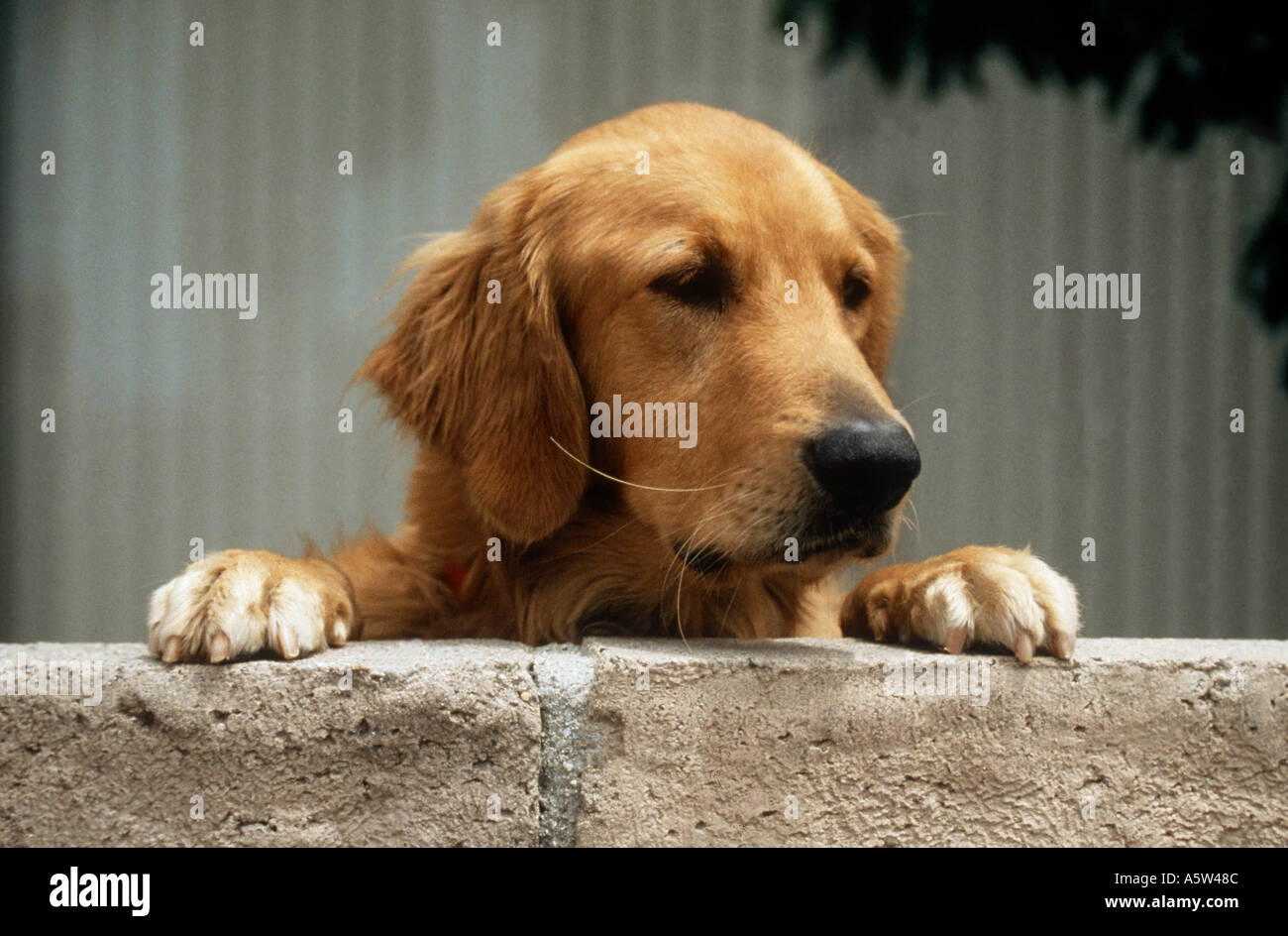 Golden Retriever dog - paws on wall Stock Photo - Alamy