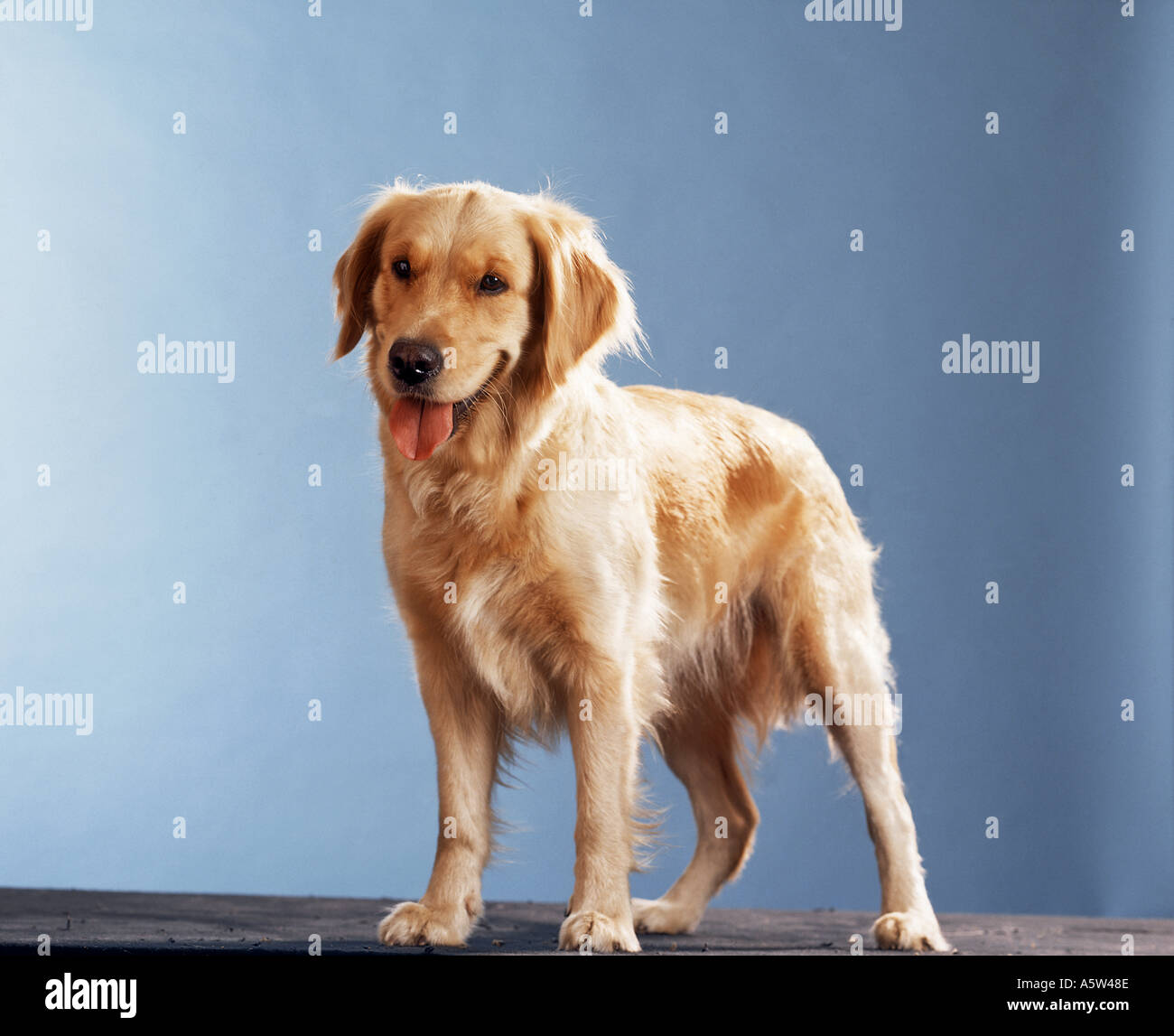 Golden Retriever - cut out Stock Photo - Alamy