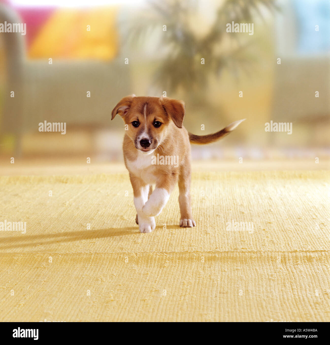 Racing dog breed hi-res stock photography and images - Alamy