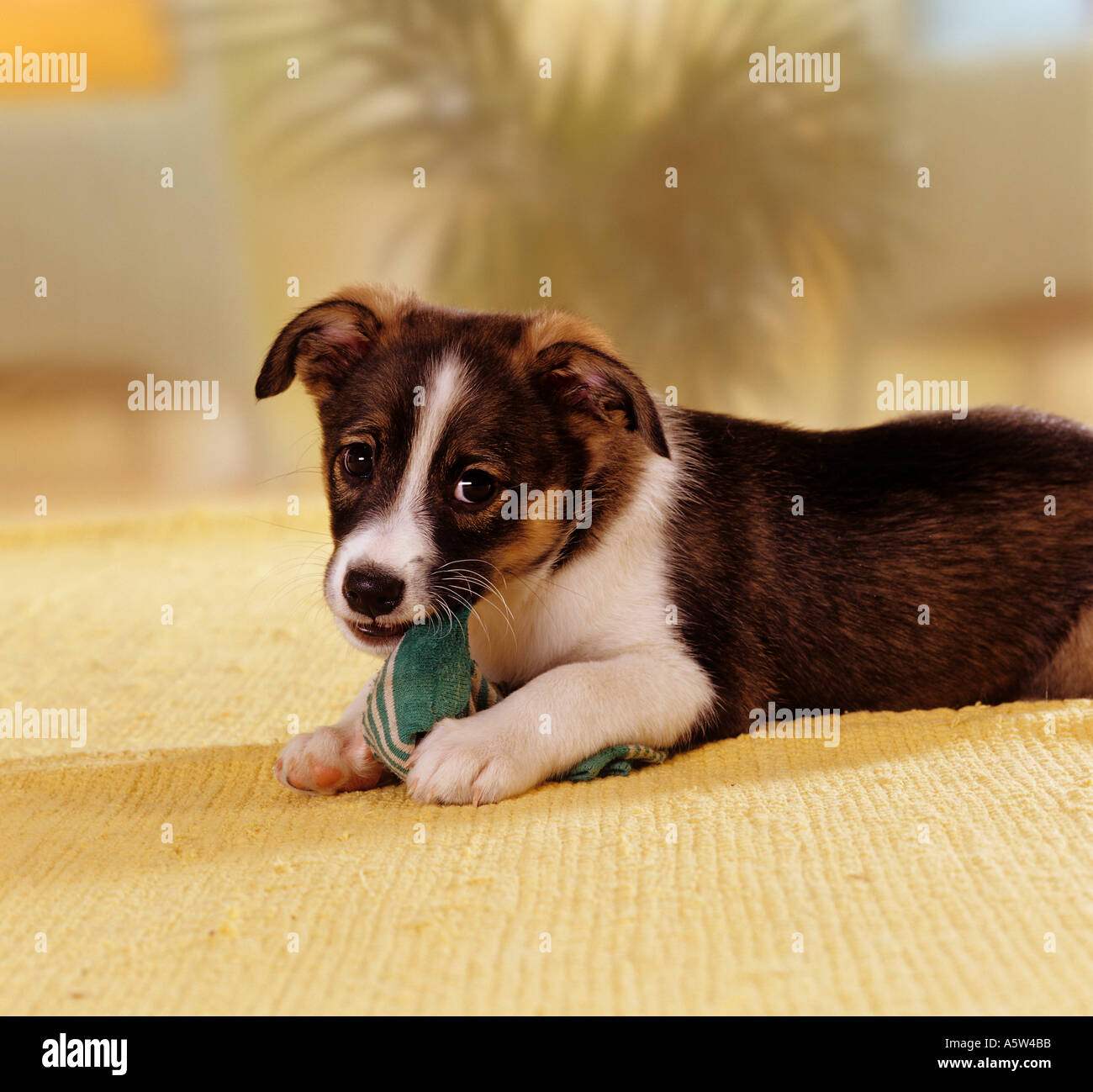 half breed dog puppy 8 weeks playing with sock Stock Photo - Alamy