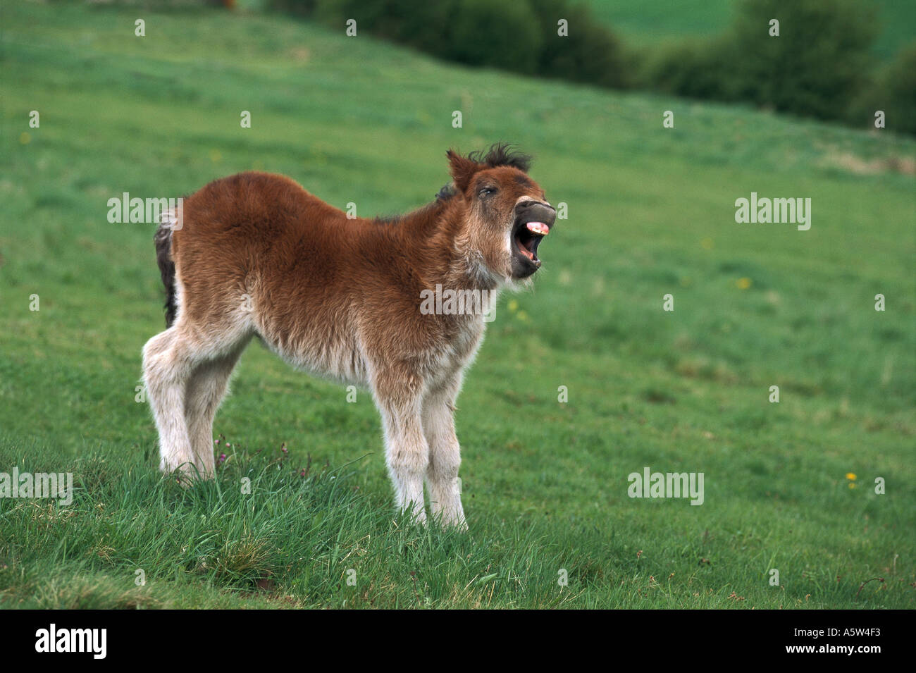 Shetland Pony. Foalstanding on a meadow while yawning Stock Photo - Alamy
