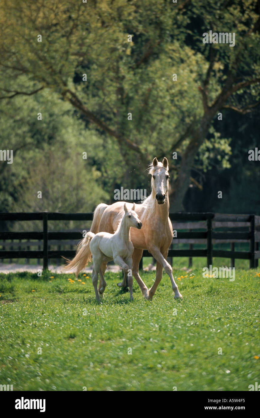 American Saddlebred horse - mare and foal Stock Photo - Alamy