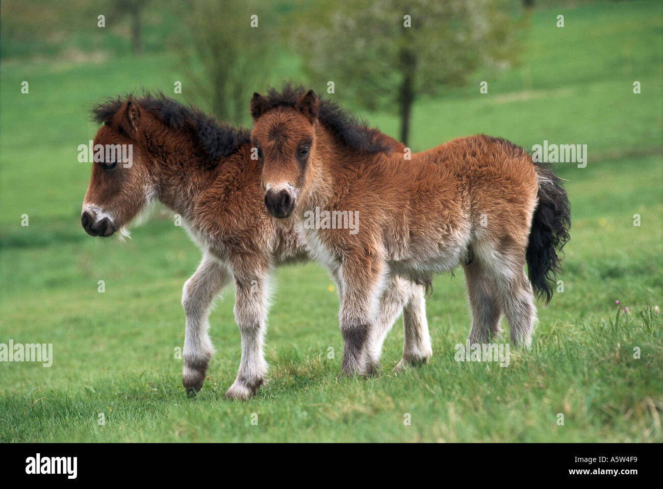 Shetland pony horse - two foals on meadow Stock Photo - Alamy