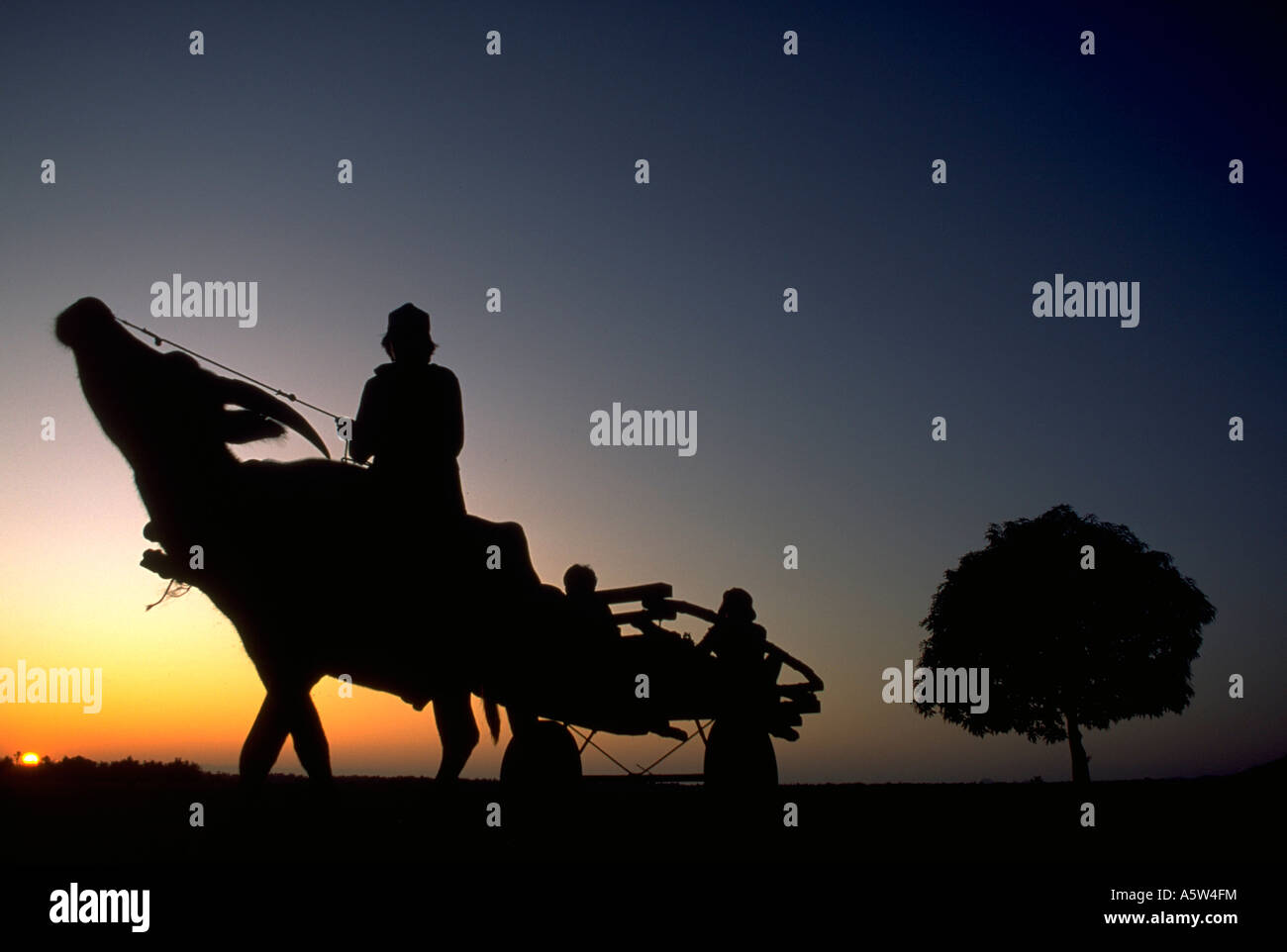 Man driving oxen hi-res stock photography and images - Alamy